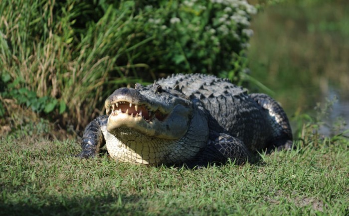 Alligator Alley | Photo Gallery