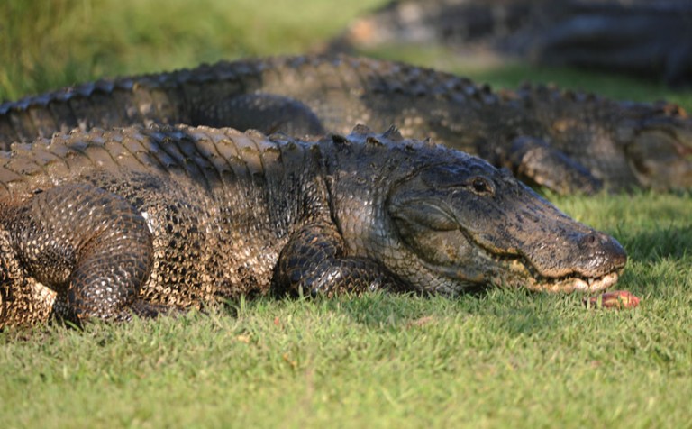 Alligator Alley | Photo Gallery