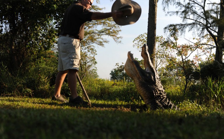 Alligator Alley | Photo Gallery