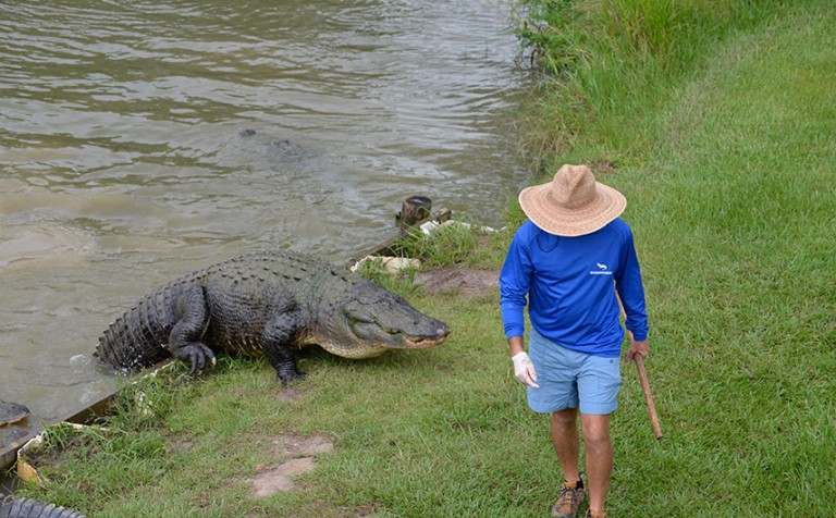 Alligator Alley | Photo Gallery