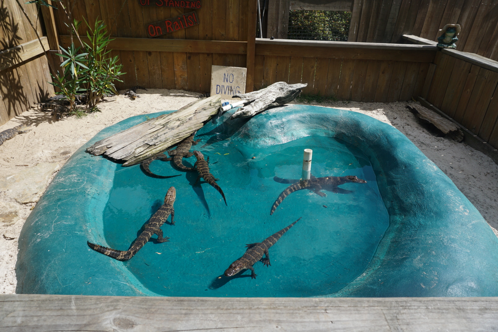 Alligator Alley | A Day on the Farm