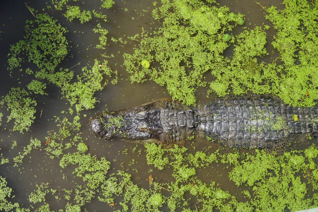 Alligator Alley | Five reasons you should visit Alligator Alley this summer