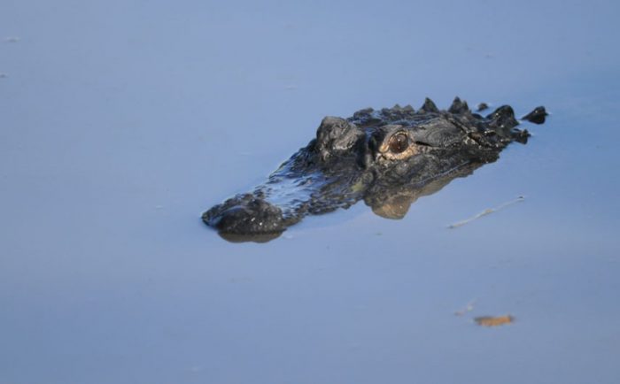 Alligator Alley | Winter is Coming…To Alligator Alley