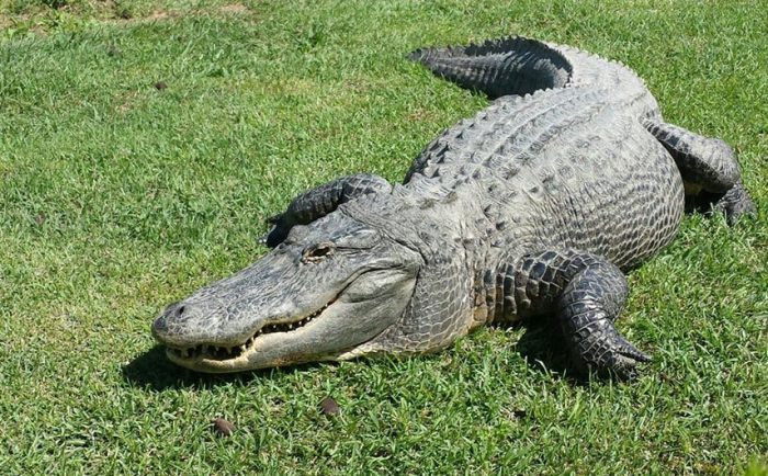 Alligator Alley | The Life of an Alligator