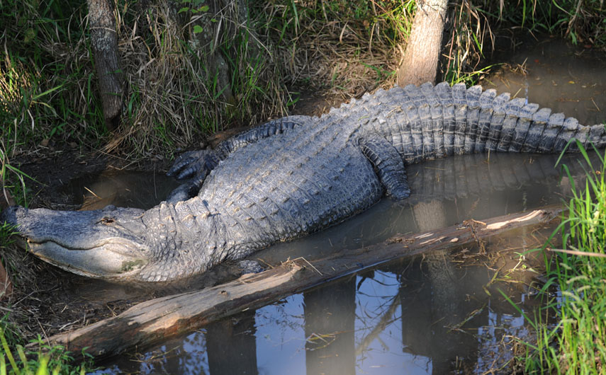 Alligator Alley | The Life of an Alligator
