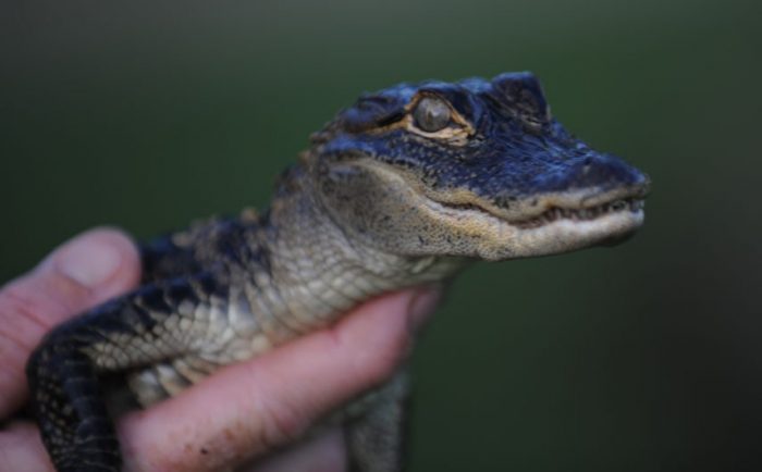 Alligator Alley | The Life of an Alligator
