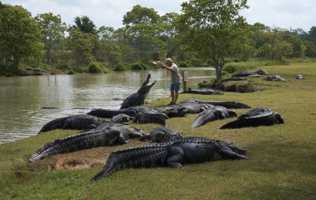 Alligator Alley | True or False: Alligator Edition