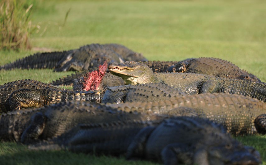 Alligator Alley | All You Need to Know Before You Go