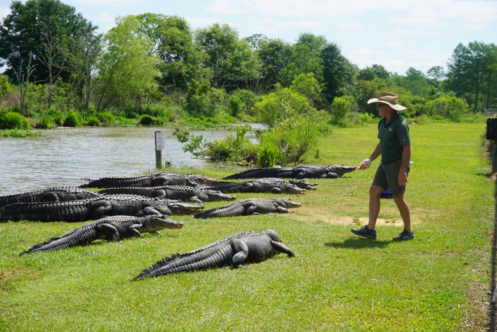 Alligator Alley | All You Need to Know Before You Go