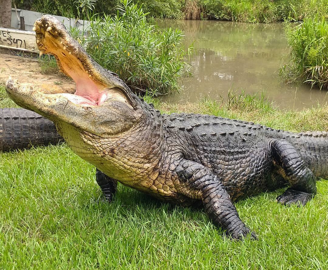 Alligator Alley | Alligator Profiles