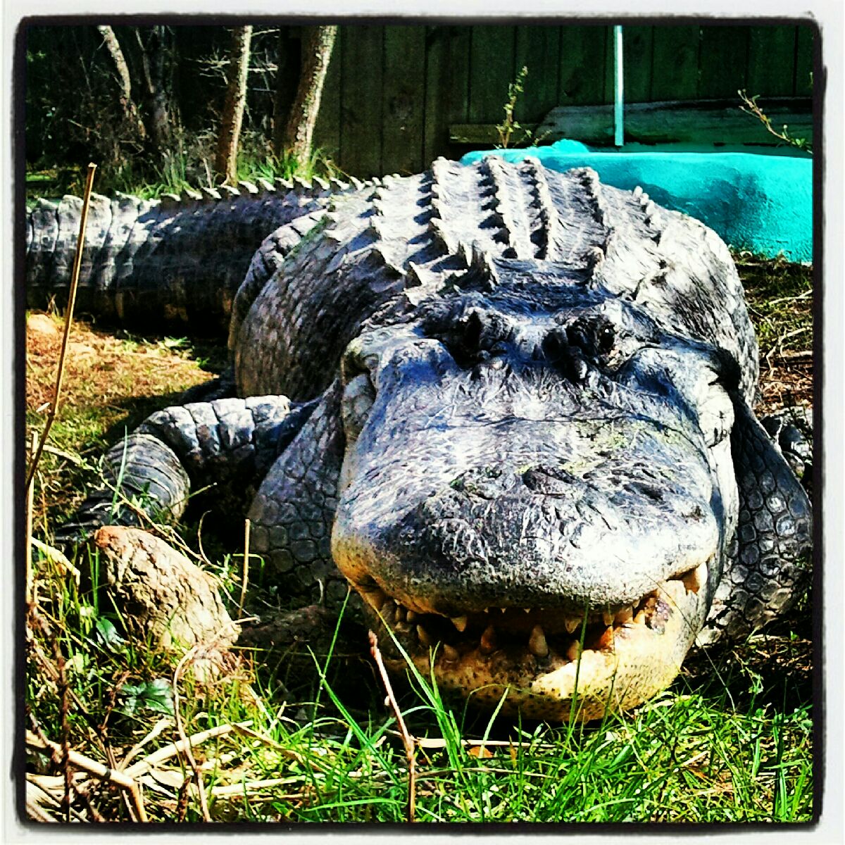 Alligator Alley | Alligator Profiles