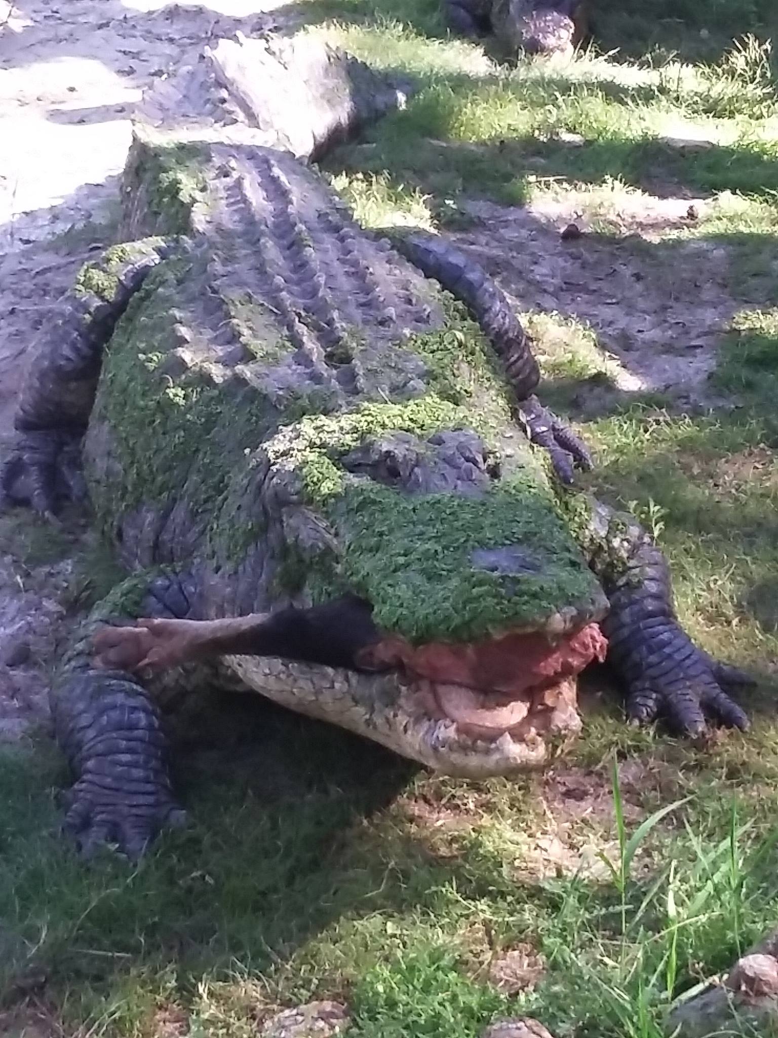 Alligator Alley | Alligator Profiles