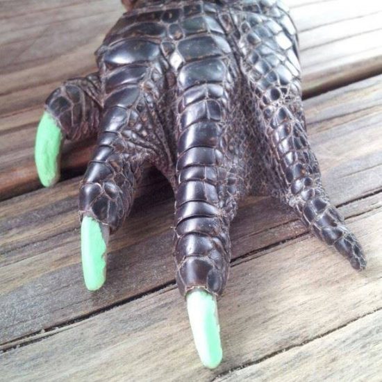 Alligator Alley | Alligator Profiles