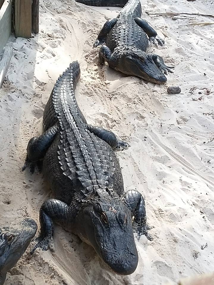 Alligator Alley | Alligator Profiles