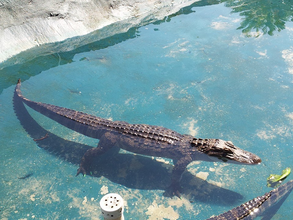 Alligator Alley | Farm Friends Feature: Pickles