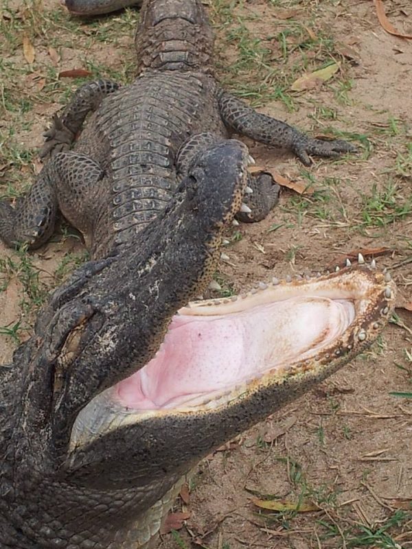 Alligator Alley | Farm Friends Feature: Pickles