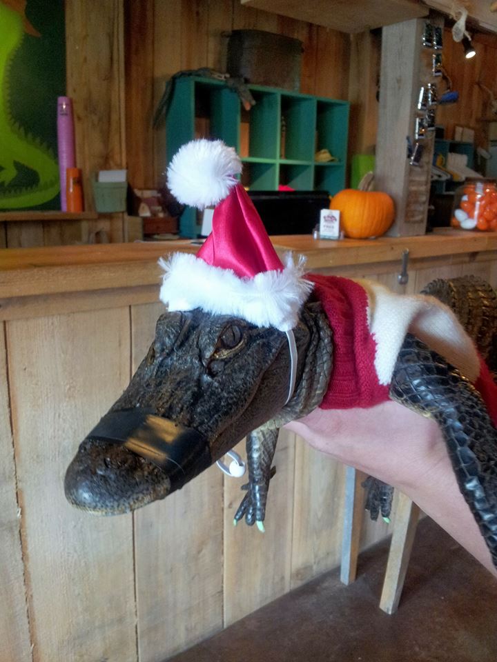 Alligator Alley | How Alligators Celebrate the Holidays