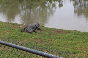 Alligator Alley | Protecting our Alligators During Hurricane Season