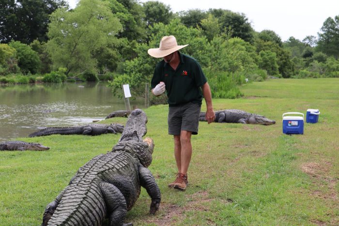 Alligator Alley | Alligator FAQ