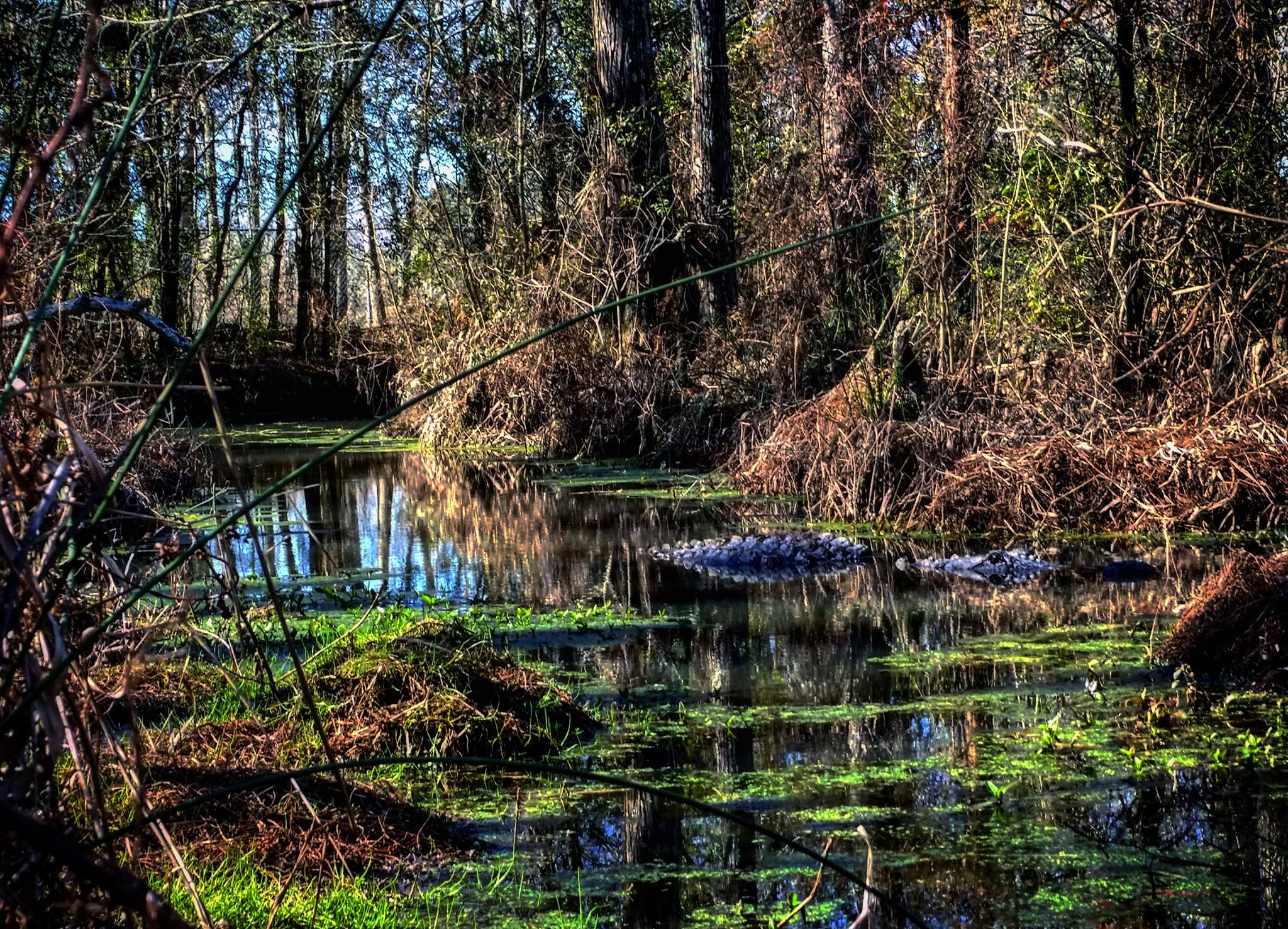 Alligator Alley | Farm Friends Feature: Big Moe