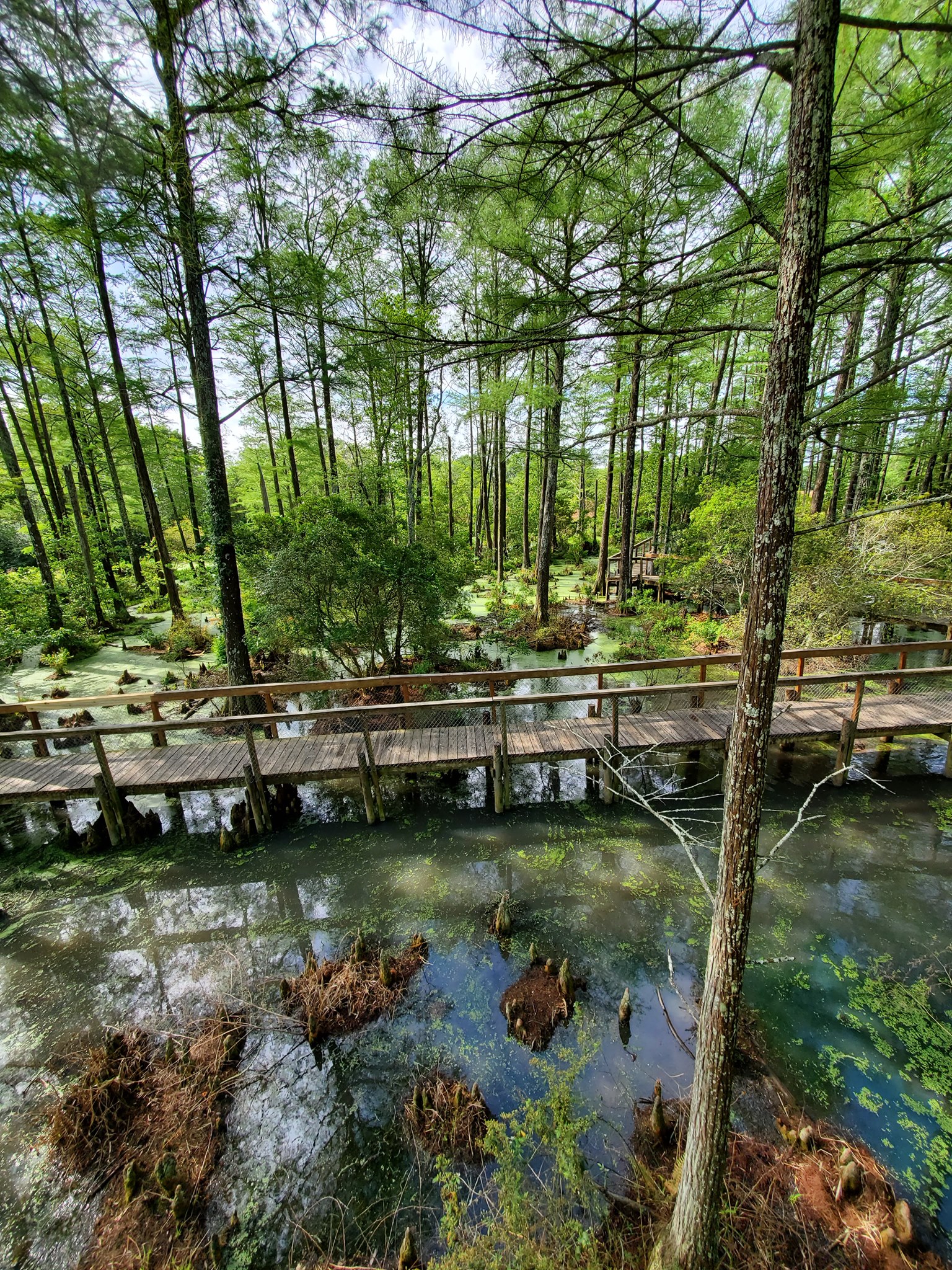 Alligator Alley | 3 Ways to Care For Alligators