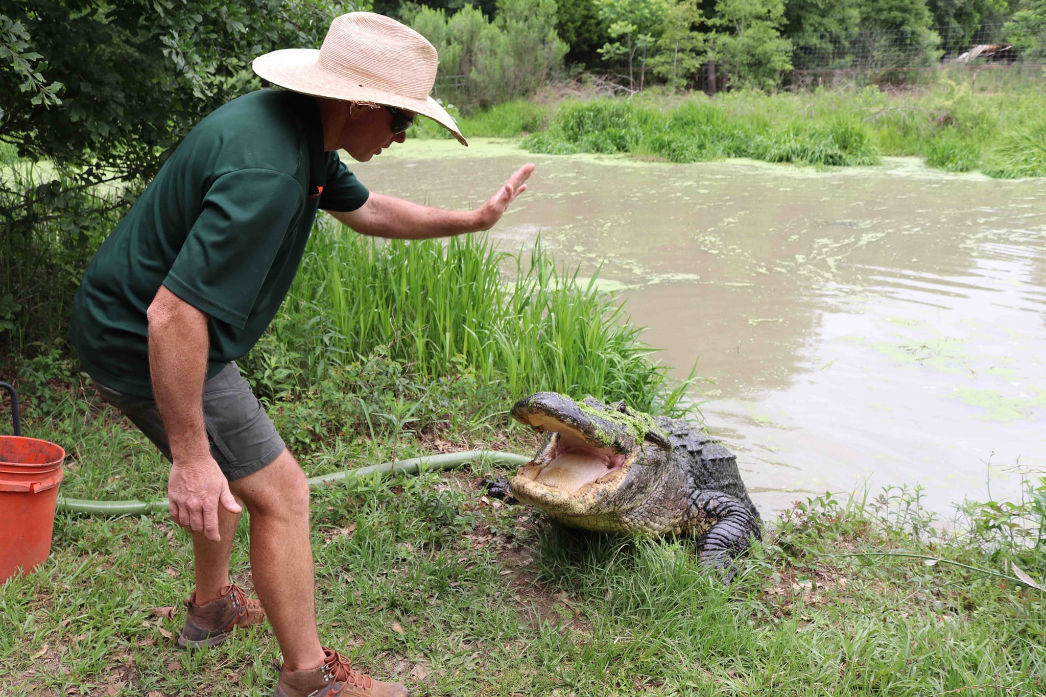 Alligator Alley | 3 Ways to Care For Alligators