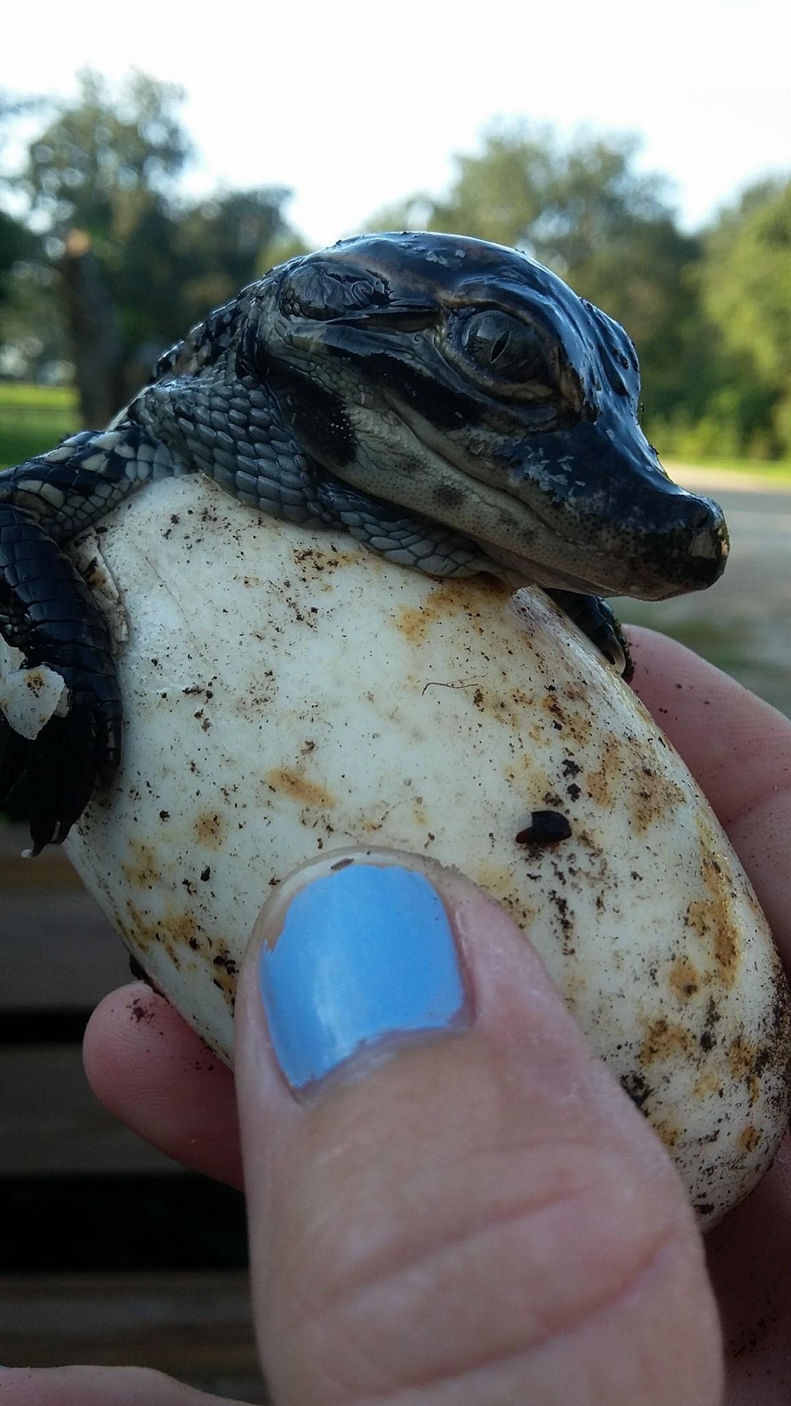 Alligator Alley | Mating Season on the Farm