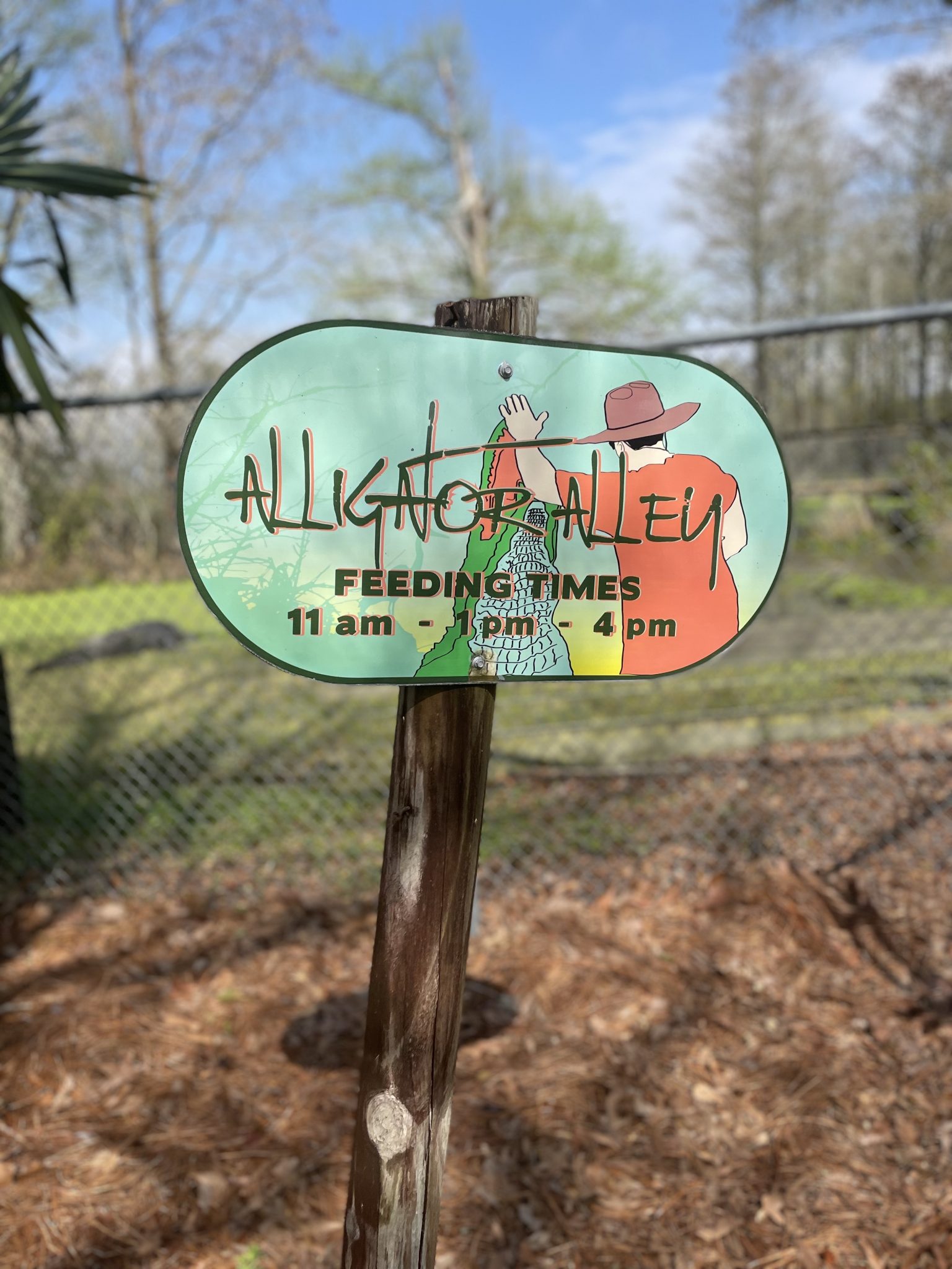 Alligator Alley | Experience All Alligator Alley Has to Offer