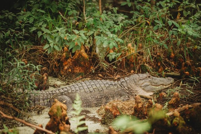 Alligator Alley | How Alligator Alley Started