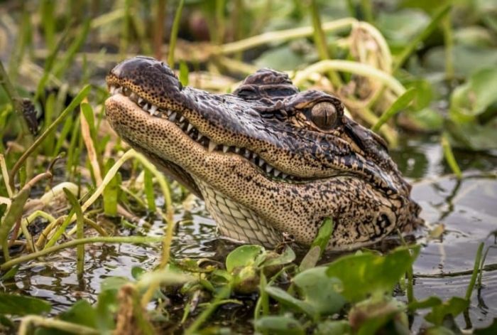 Alligator Alley | Alligator Myths: True or False?