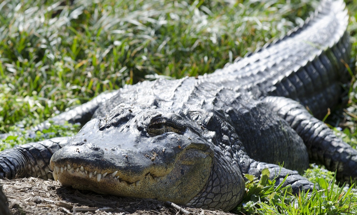 Alligator Alley | Alligator Myths: True or False?