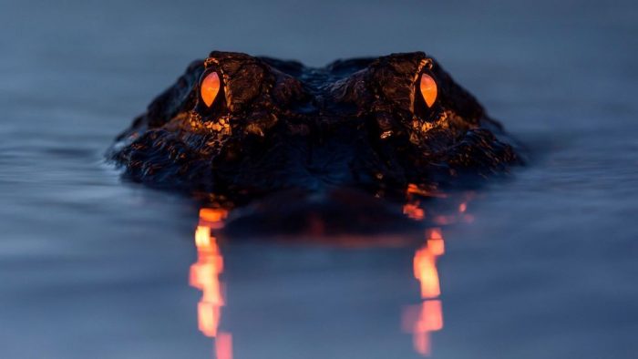 Alligator Alley | Alligator Myths: True or False?