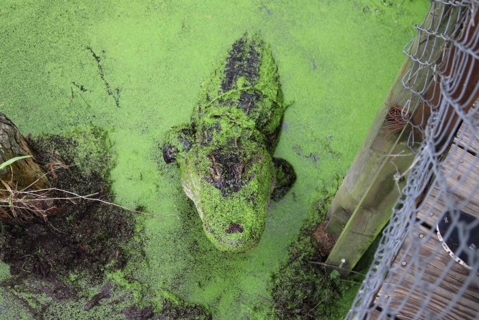 Alligator Alley | Celebrating Earth Day at Alligator Alley