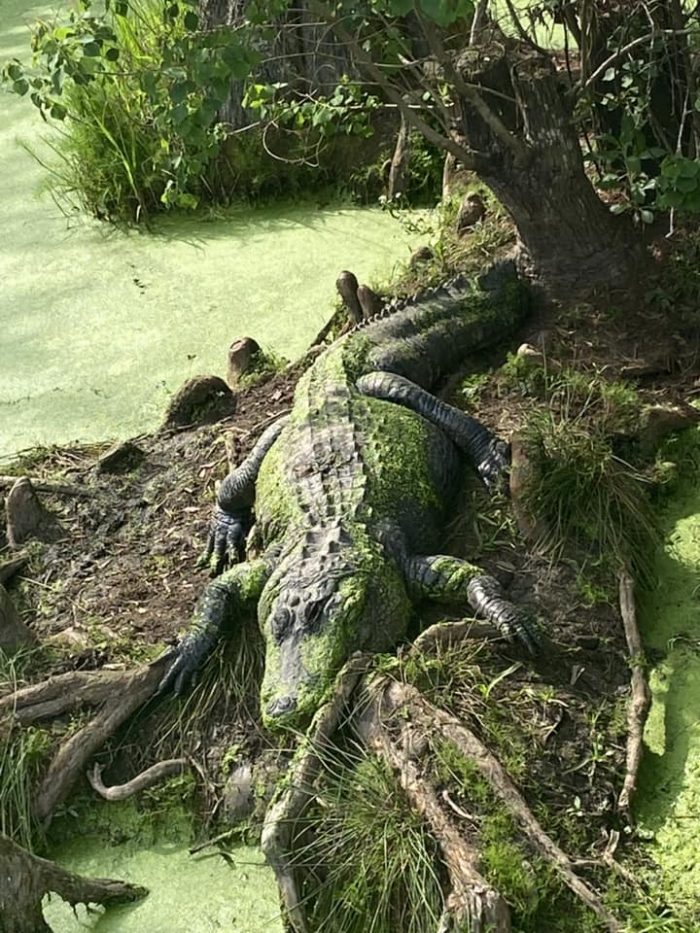 Alligator Alley | Celebrating Earth Day at Alligator Alley