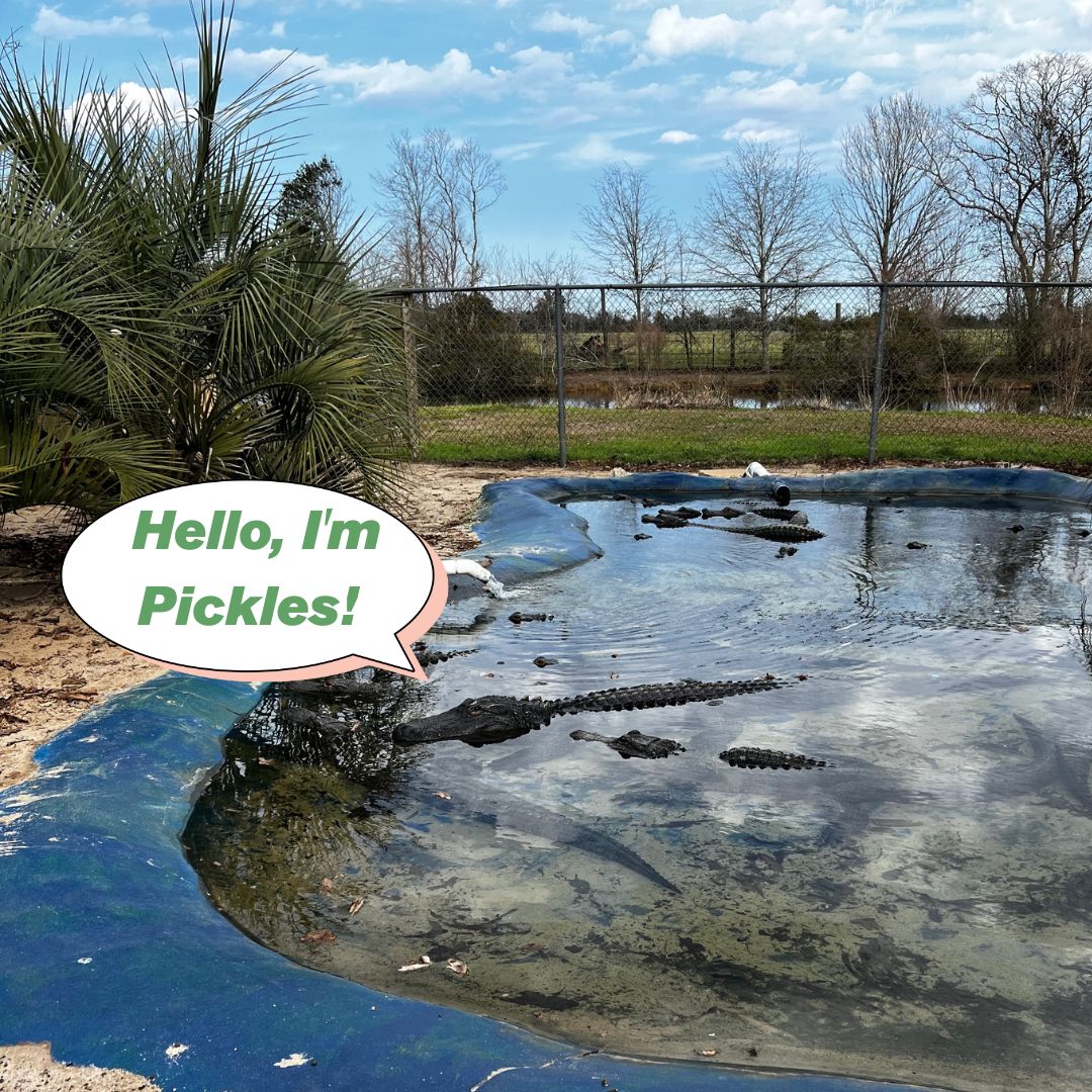 A DAY IN THE LIFE OF PICKLES! - Zoos and Organizations Blog Articles ...