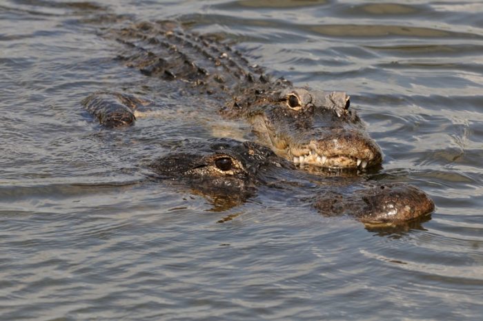 Alligator Alley | All You Need is Love: It’s Alligator Mating Season